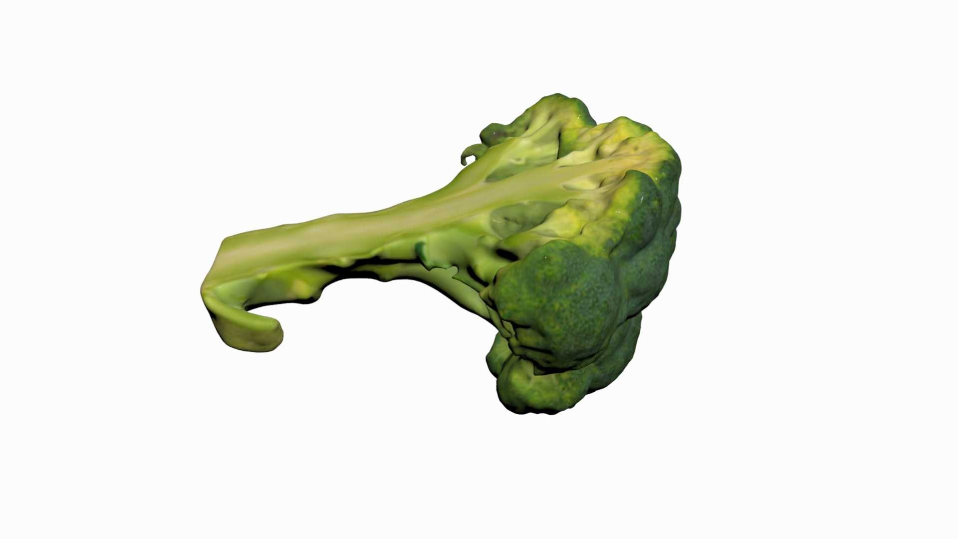 Half Broccoli 3D model - TurboSquid 1741747