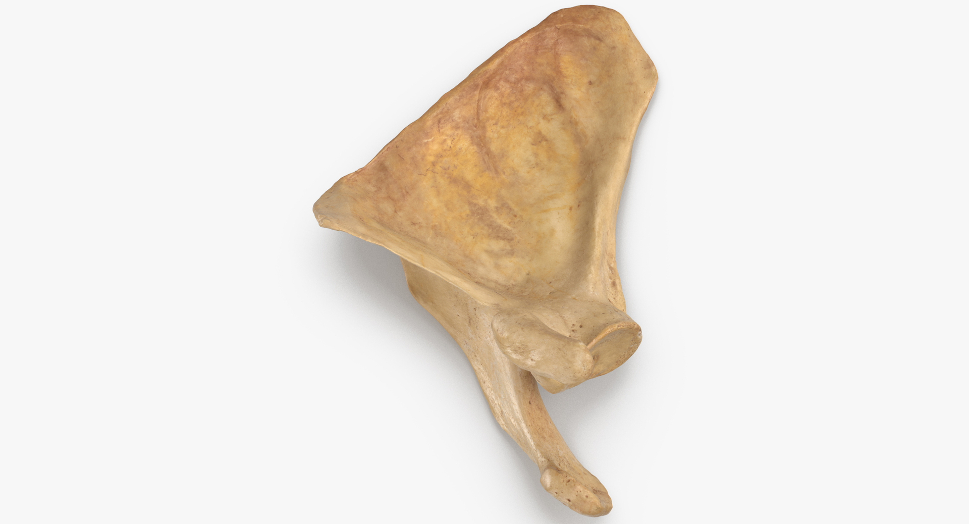 modelo 3d Hueso de la escápula humana 01 - TurboSquid 1422260