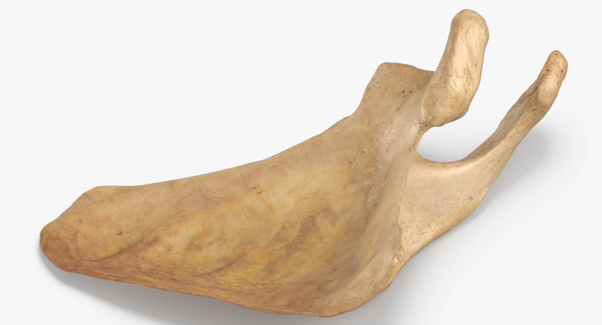 3D Human Scapula Bone 01 Model - TurboSquid 1422260