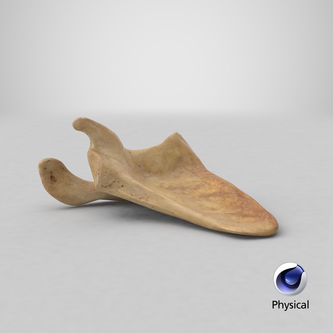 3D human scapula bone 01 model - TurboSquid 1422260