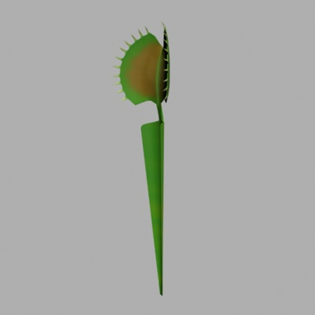 venus fly trap 3d model