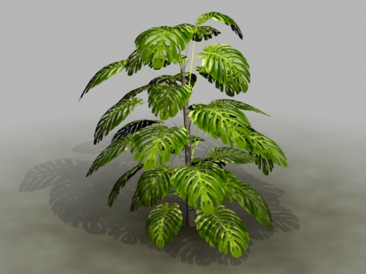 3d monstera