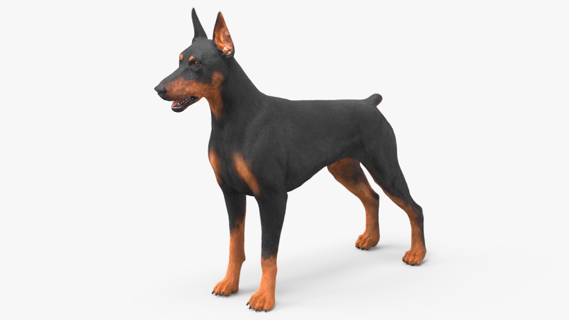 Doberman Pinscher Dog Fur 3D Model - TurboSquid 2232872