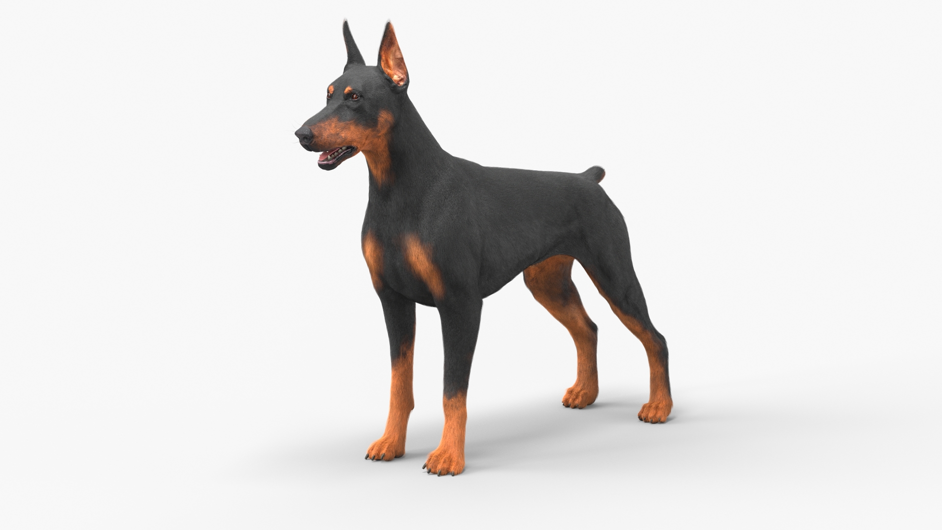 Doberman Pinscher Dog Fur 3D Model - TurboSquid 2232872
