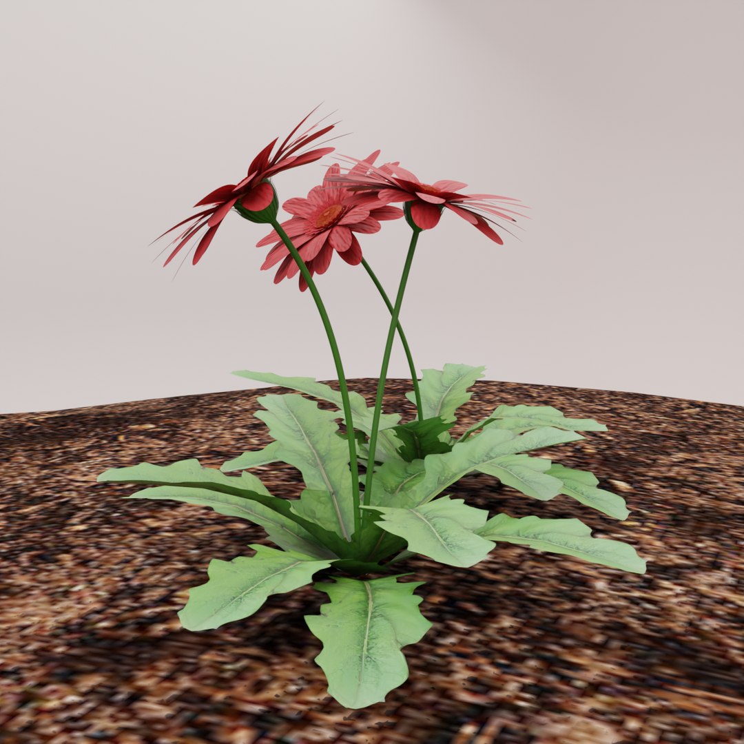 3D Gerbera Flower Model - TurboSquid 2086447