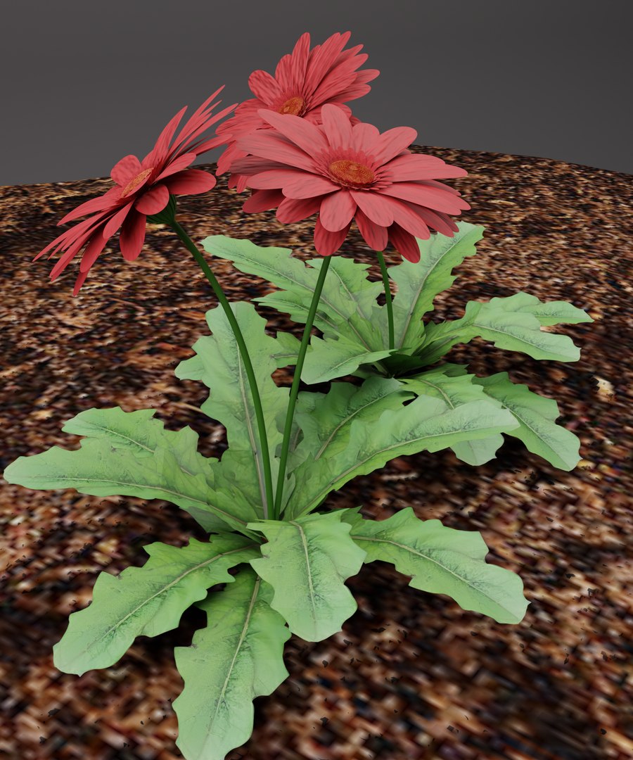 3D Gerbera Flower Model - TurboSquid 2086447