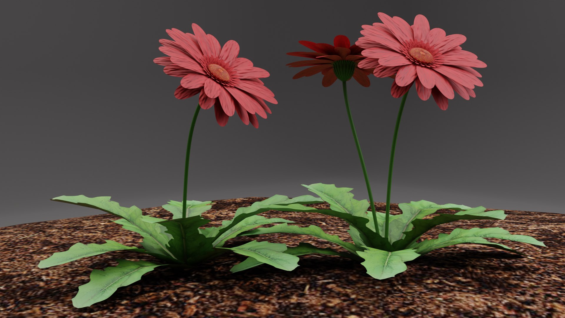 3D Gerbera Flower Model - TurboSquid 2086447