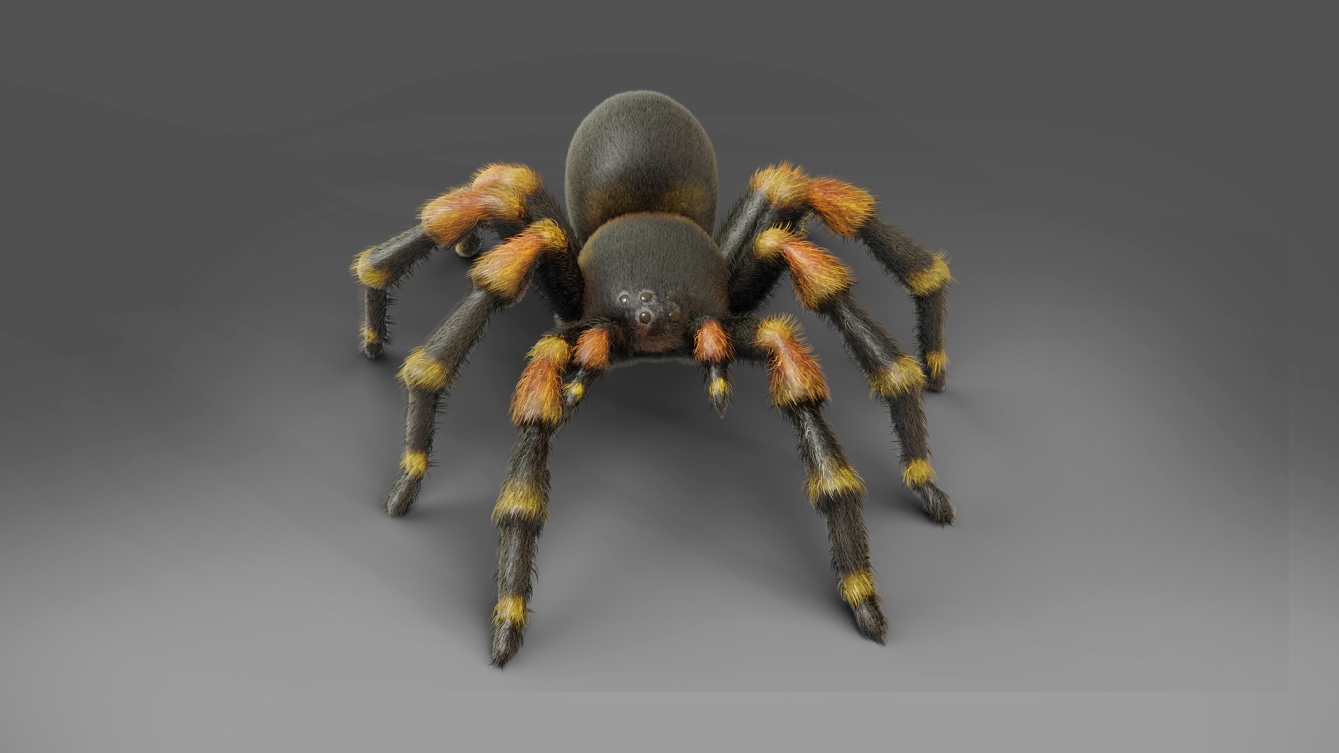 3D 3D Spider Tarantula Rigged And Animation - TurboSquid 2003536
