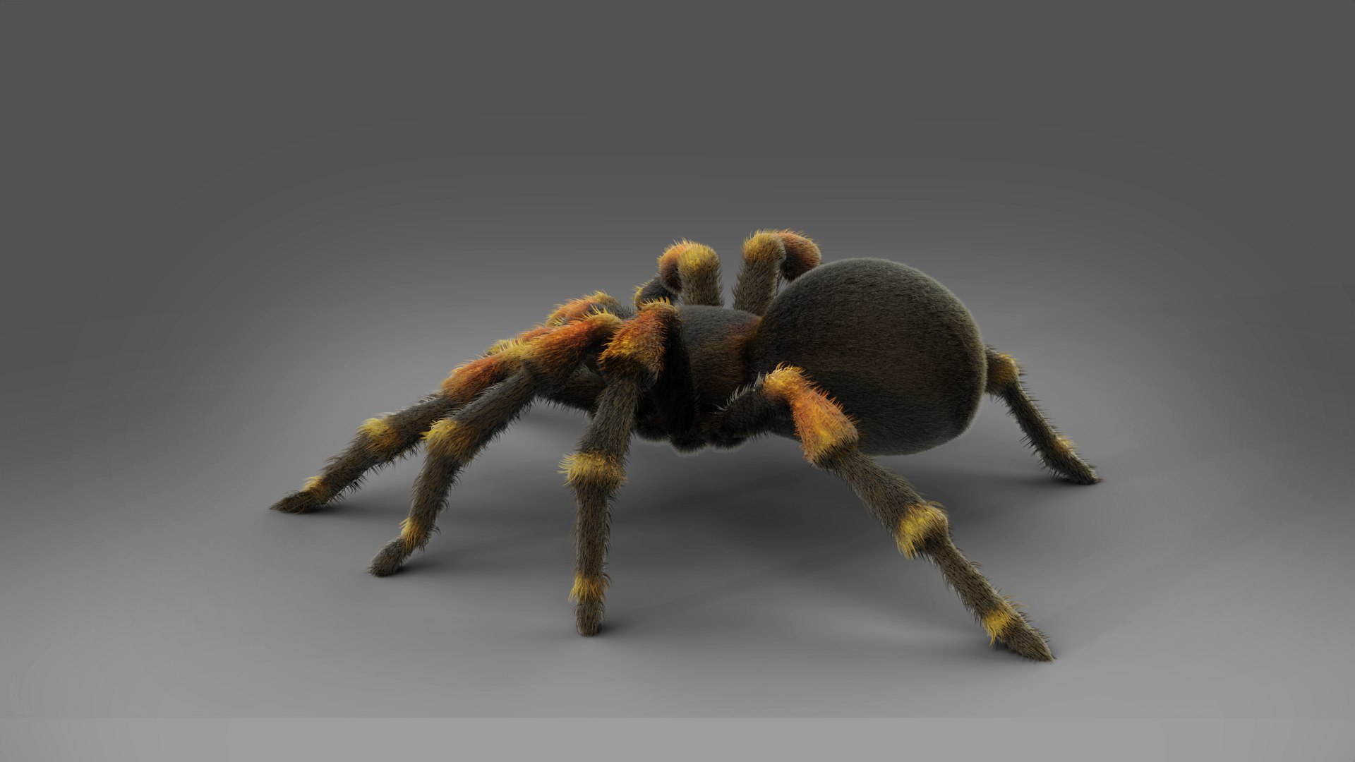 3D 3D Spider Tarantula Rigged And Animation - TurboSquid 2003536