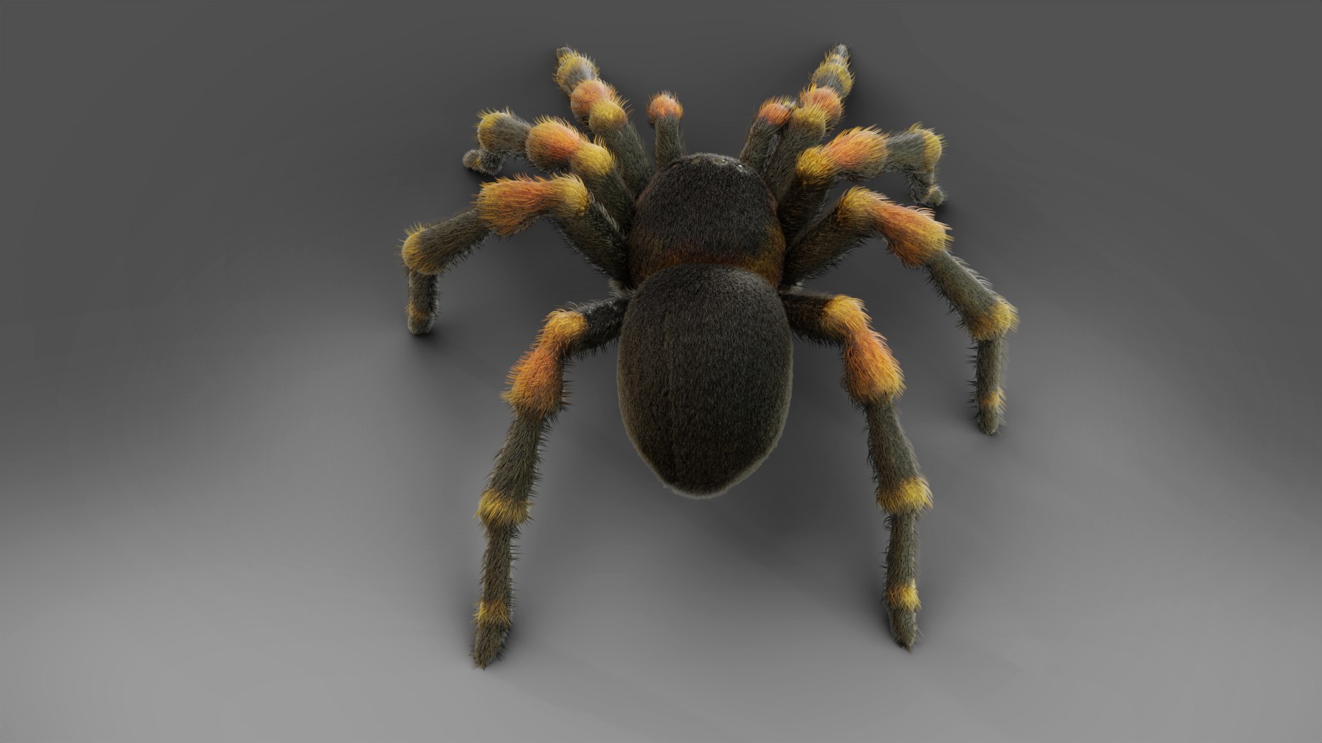 3D 3D Spider Tarantula Rigged And Animation - TurboSquid 2003536