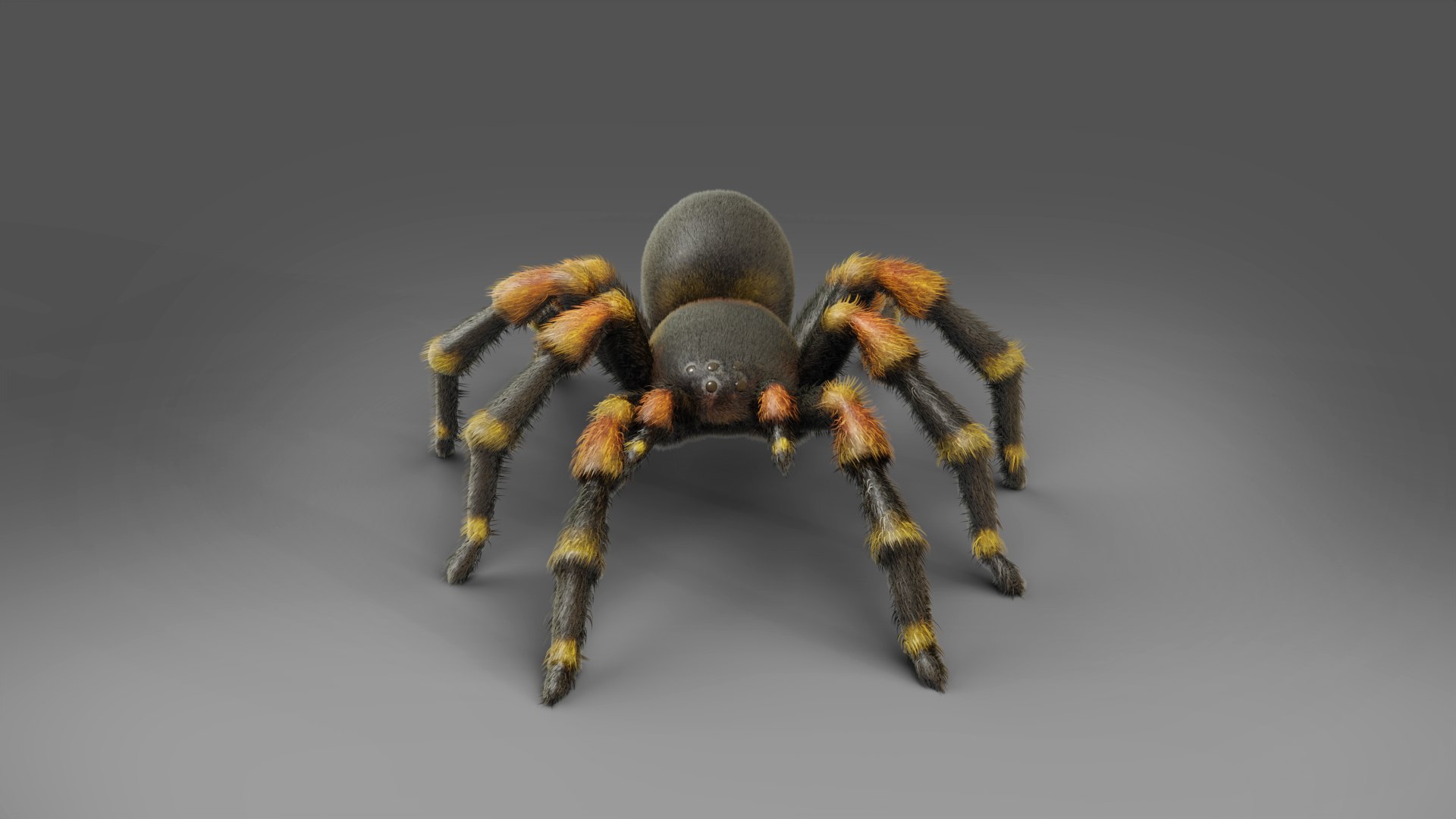 3D 3D Spider Tarantula Rigged And Animation - TurboSquid 2003536