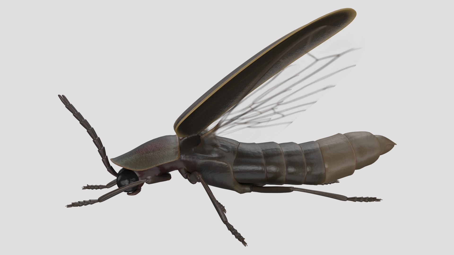 Firefly Pbr Model - TurboSquid 1604512