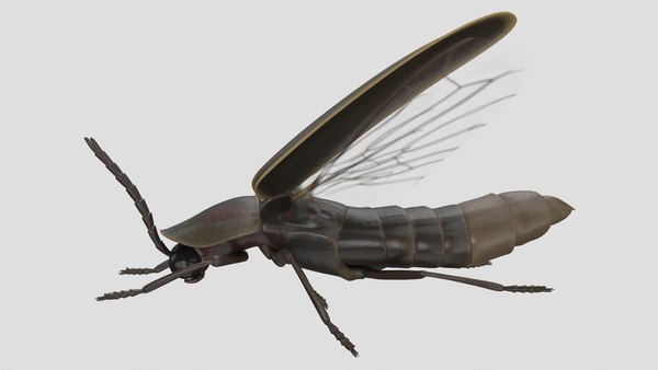 modelo 3d Luciérnaga - TurboSquid 1604512
