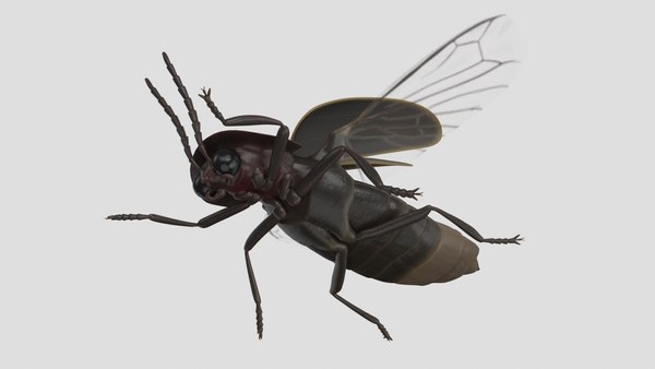modelo 3d Luciérnaga - TurboSquid 1604512