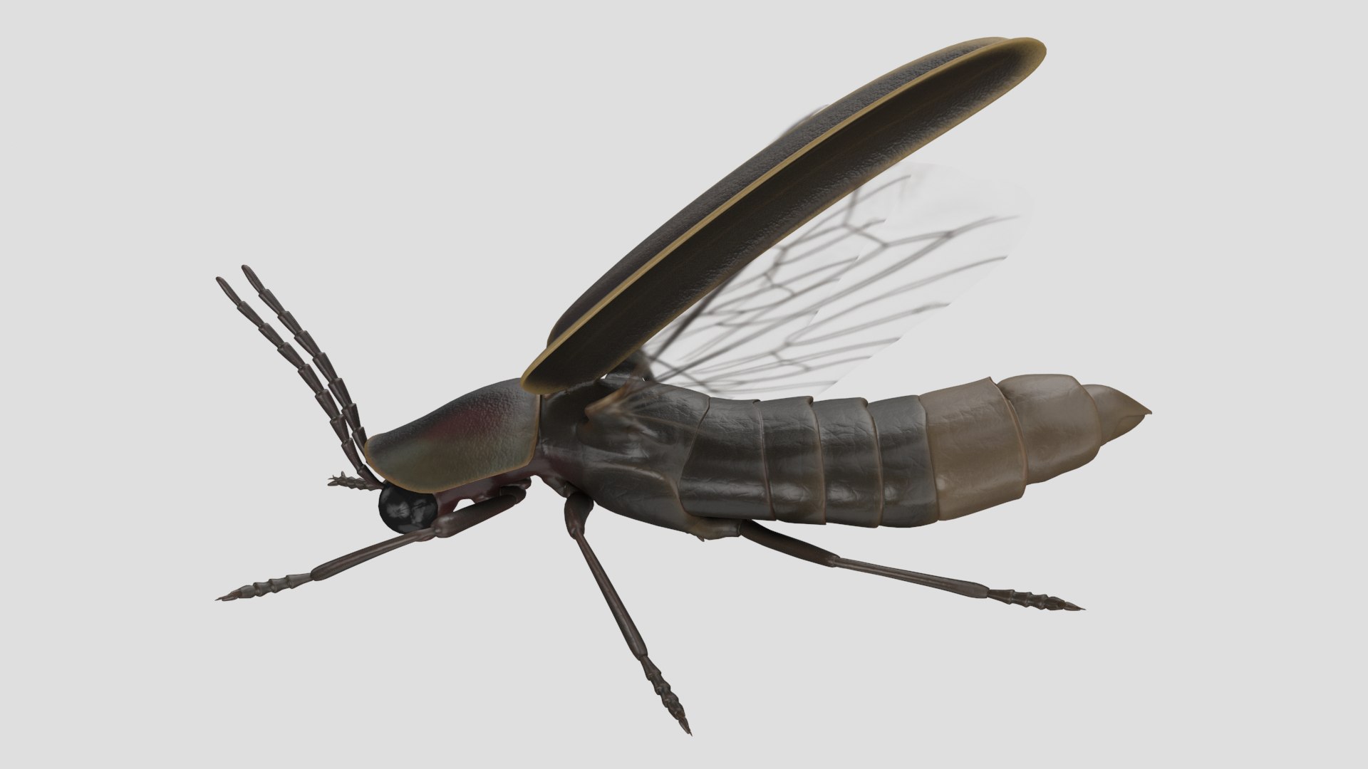 Firefly Pbr Model - TurboSquid 1604512