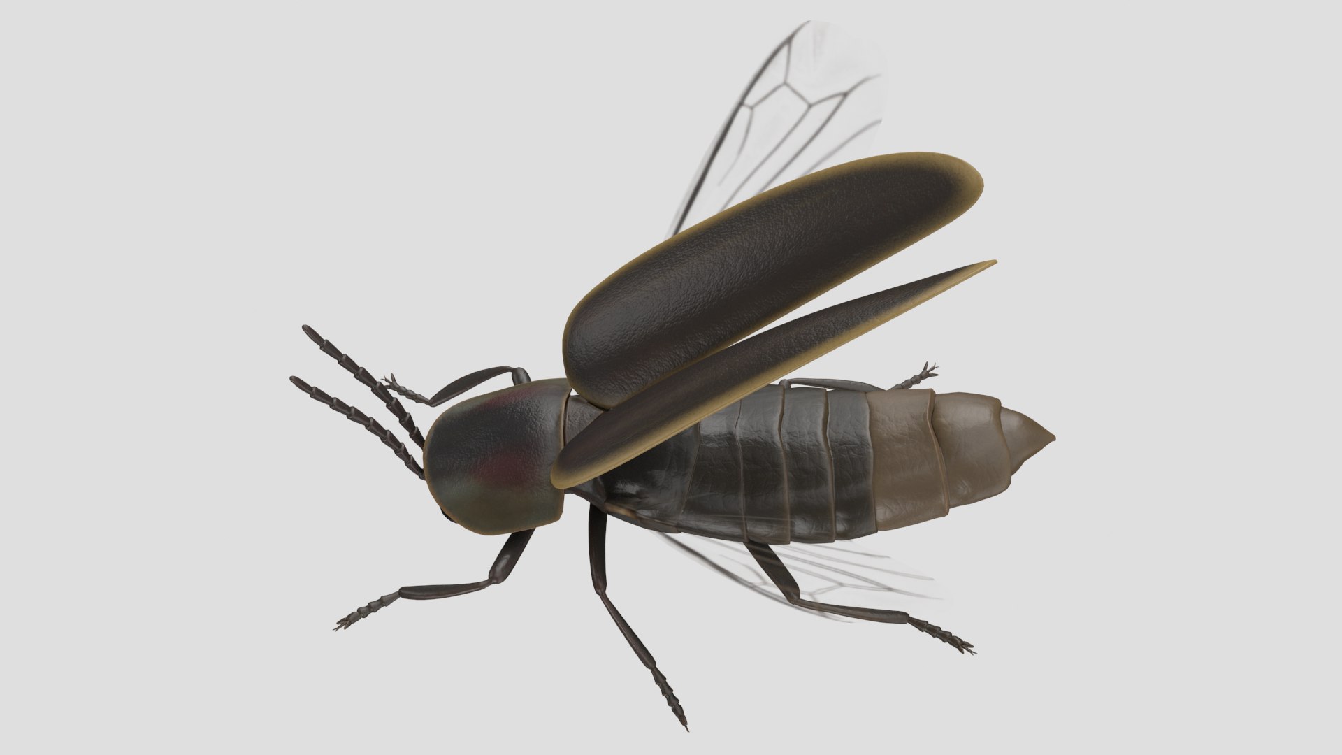 Firefly Pbr Model - TurboSquid 1604512