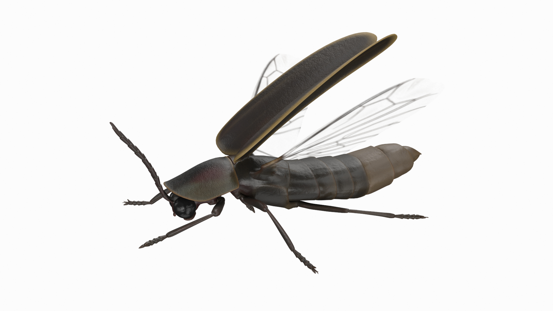 Firefly Pbr Model - TurboSquid 1604512