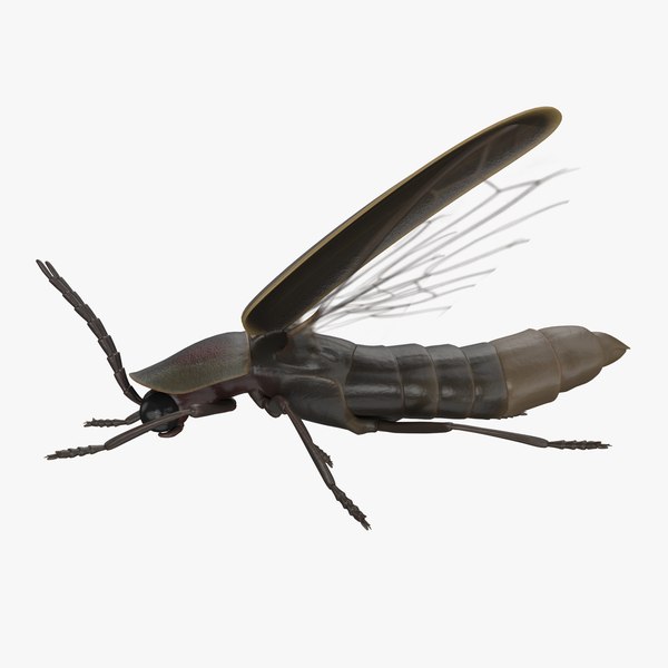 Firefly 3D Models for Download | TurboSquid