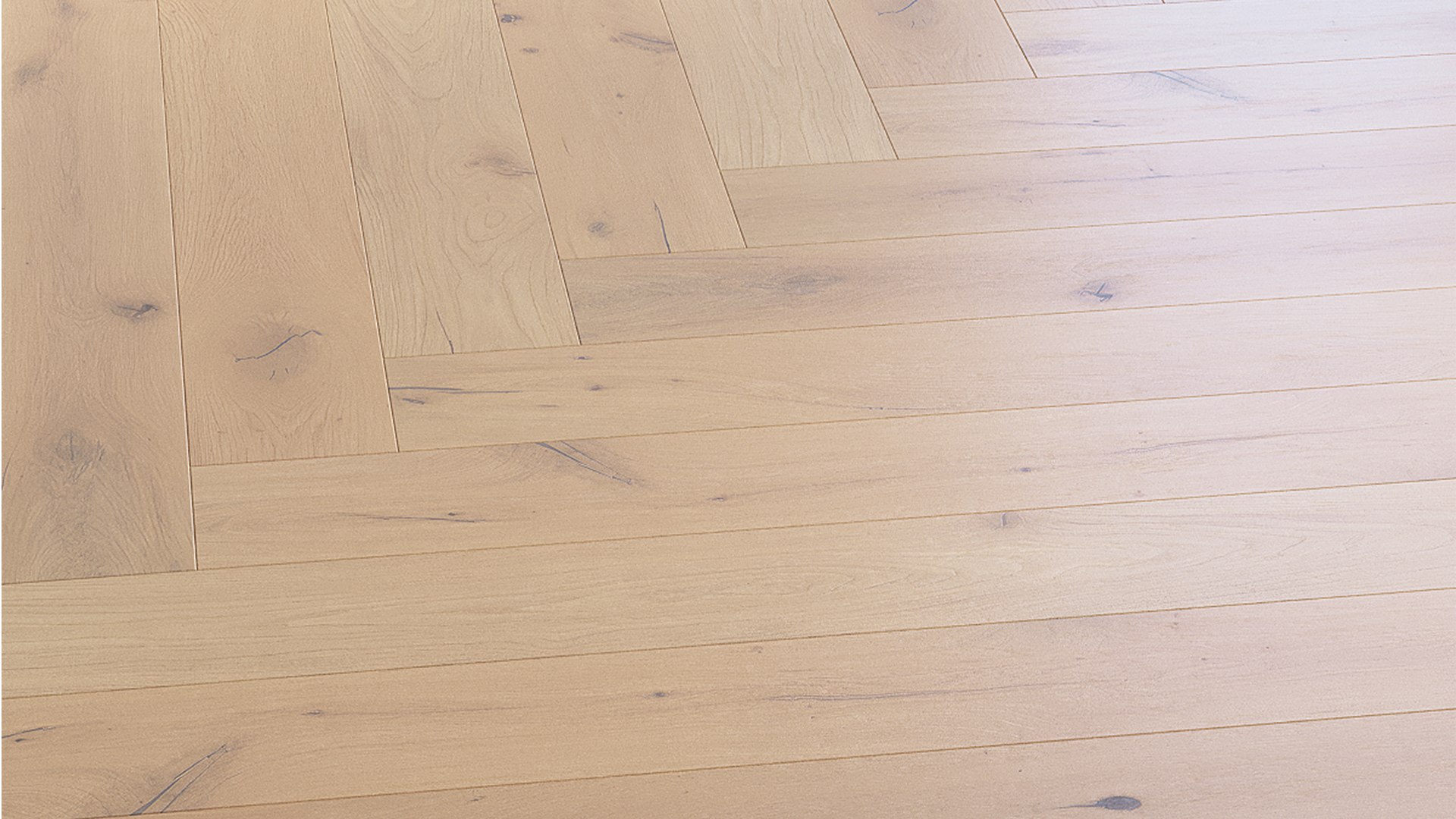 3D Oak Abalone - TurboSquid 2224149