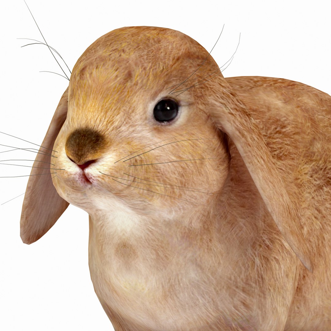 Rabbit Red 3d Model