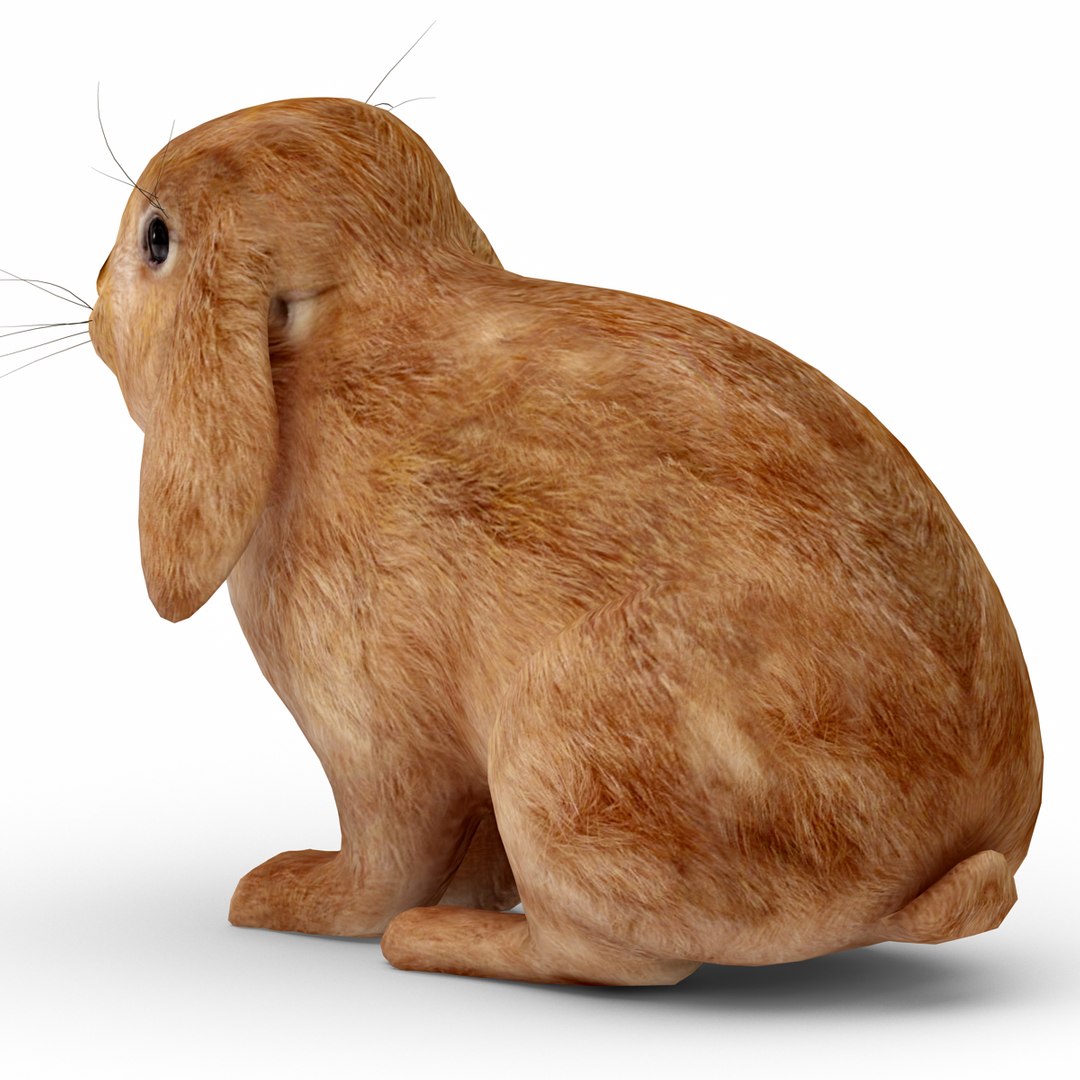 Rabbit Red 3d Model