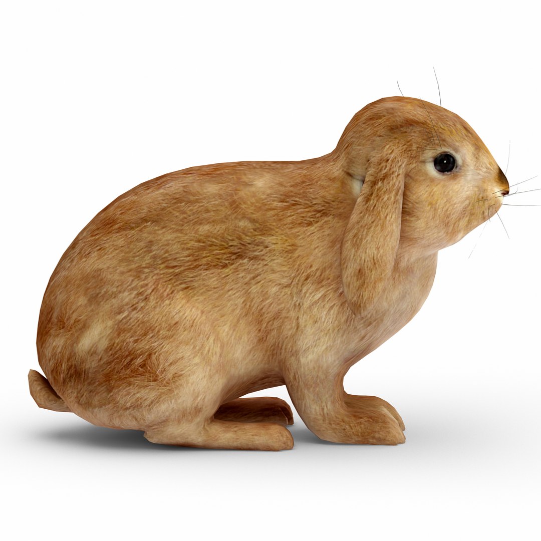 Rabbit Red 3d Model