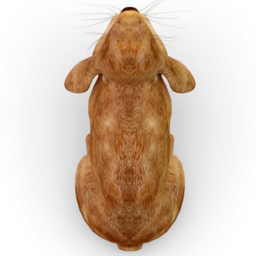 Rabbit Red 3d Model