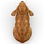 Rabbit Red 3d Model