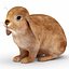 Rabbit Red 3d Model