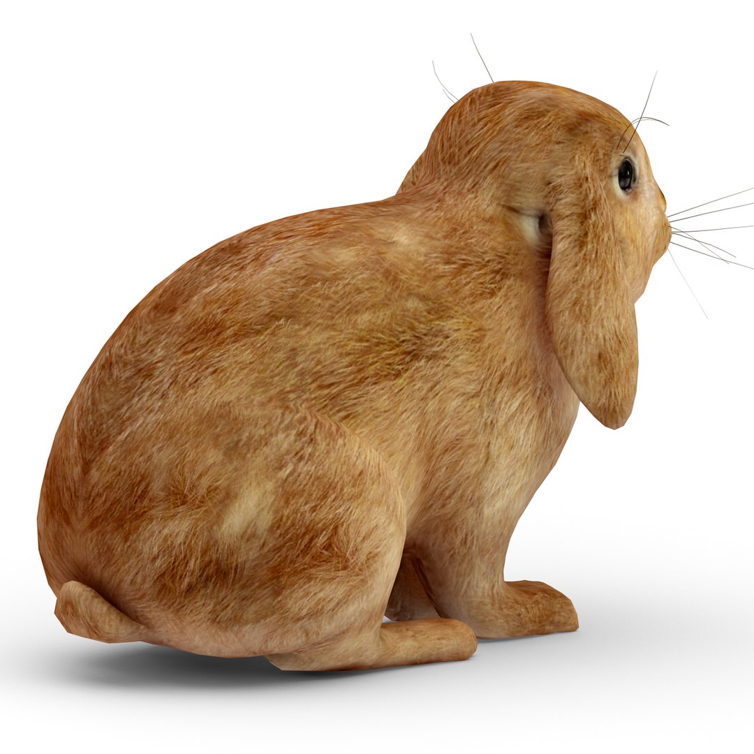 Rabbit Red 3d Model