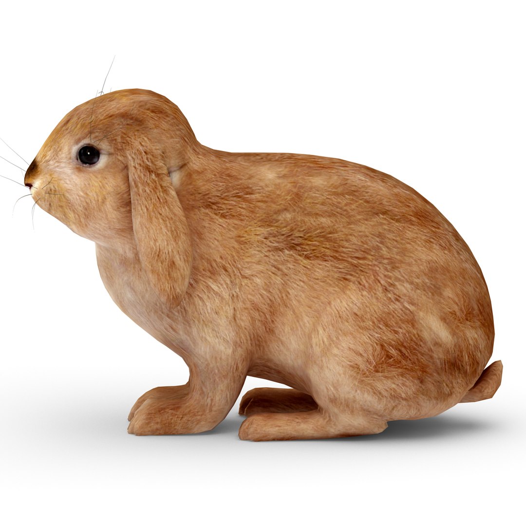 Rabbit Red 3d Model