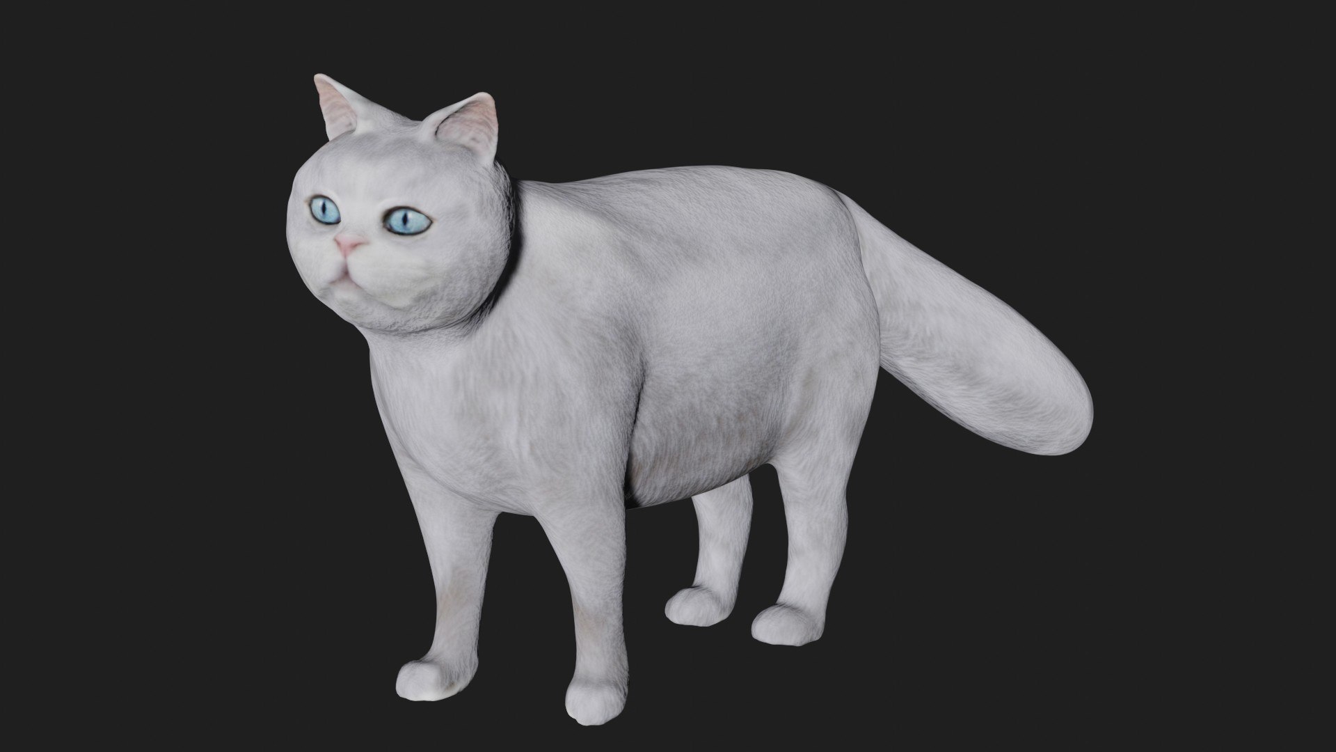 Fully rigged low poly Persian White cat 3D model - TurboSquid 1759266