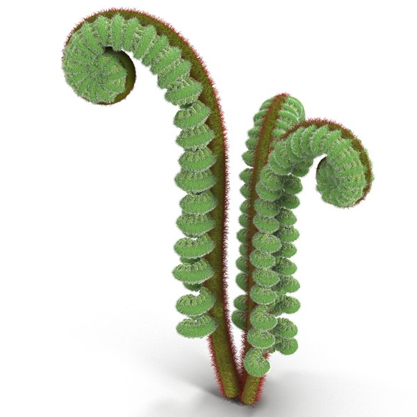 3d model fern bush