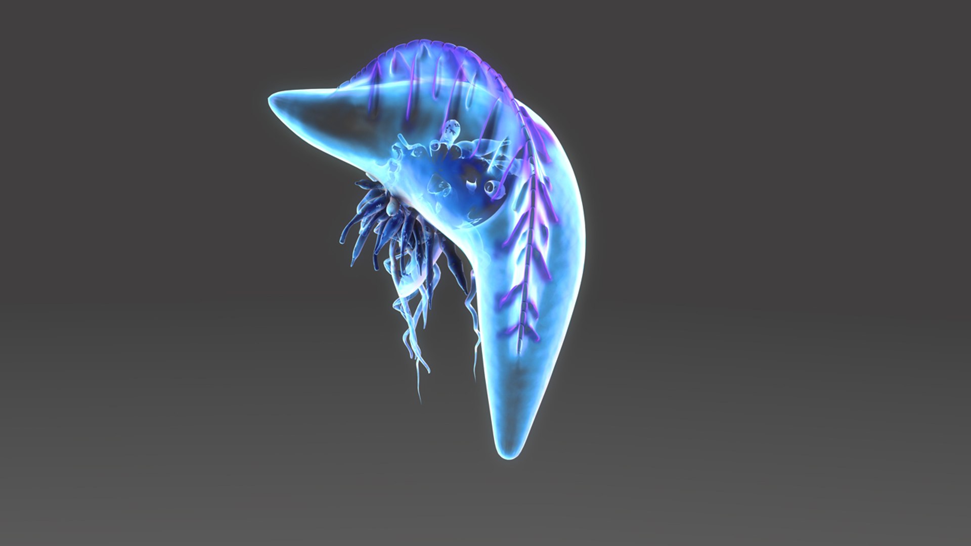 Maya Physalia Oceans Blue