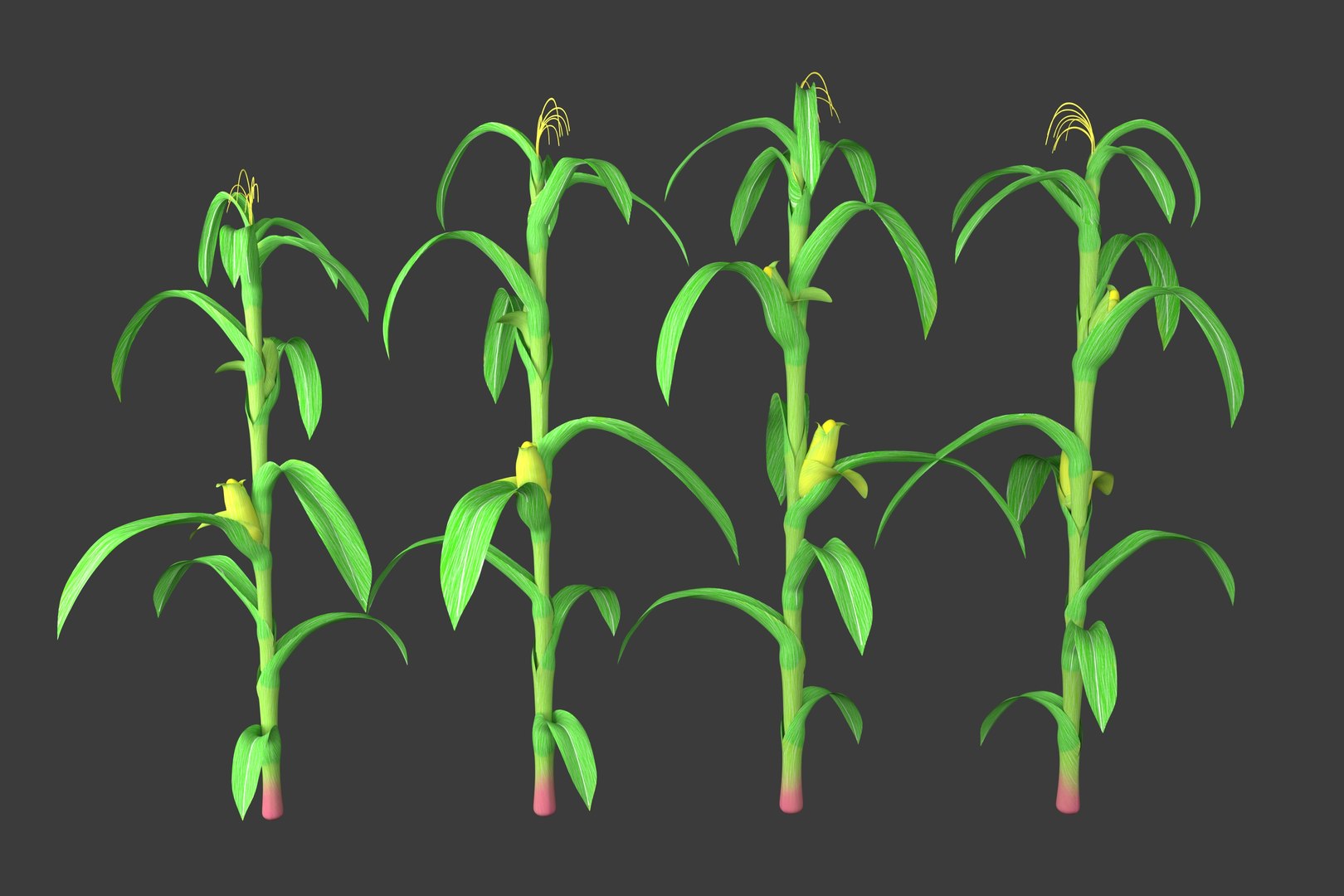 3D Maize Plant - TurboSquid 1547640