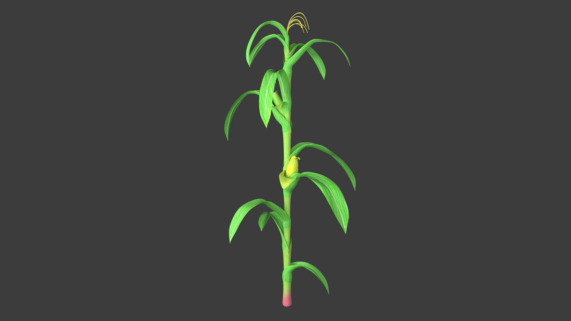 3D Maize Plant - TurboSquid 1547640