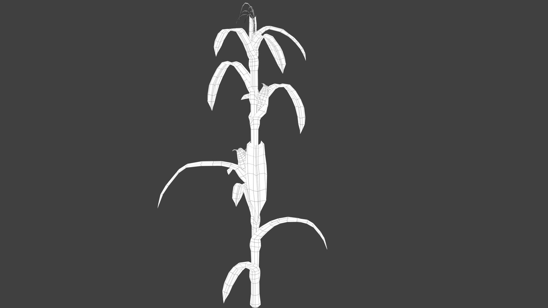 3D maize plant - TurboSquid 1547640
