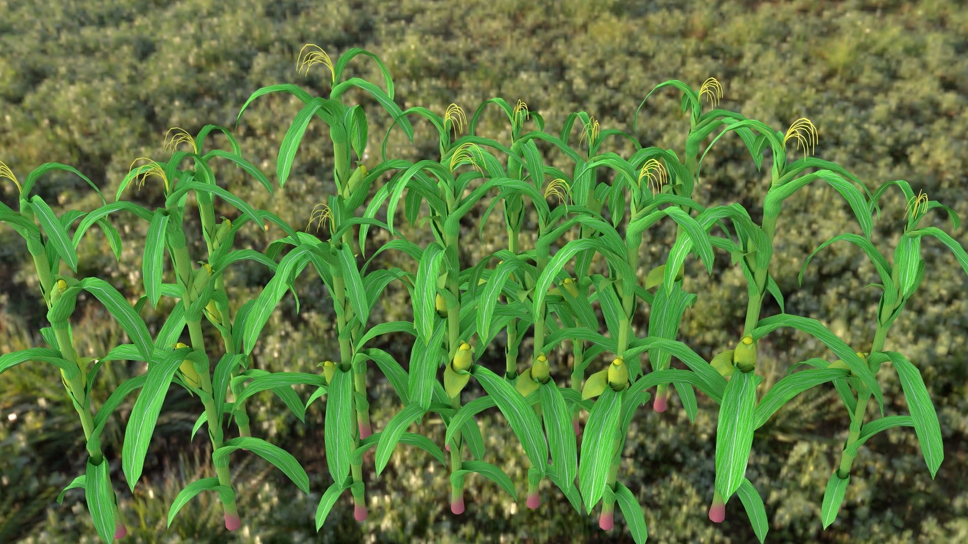 3D Maize Plant - TurboSquid 1547640