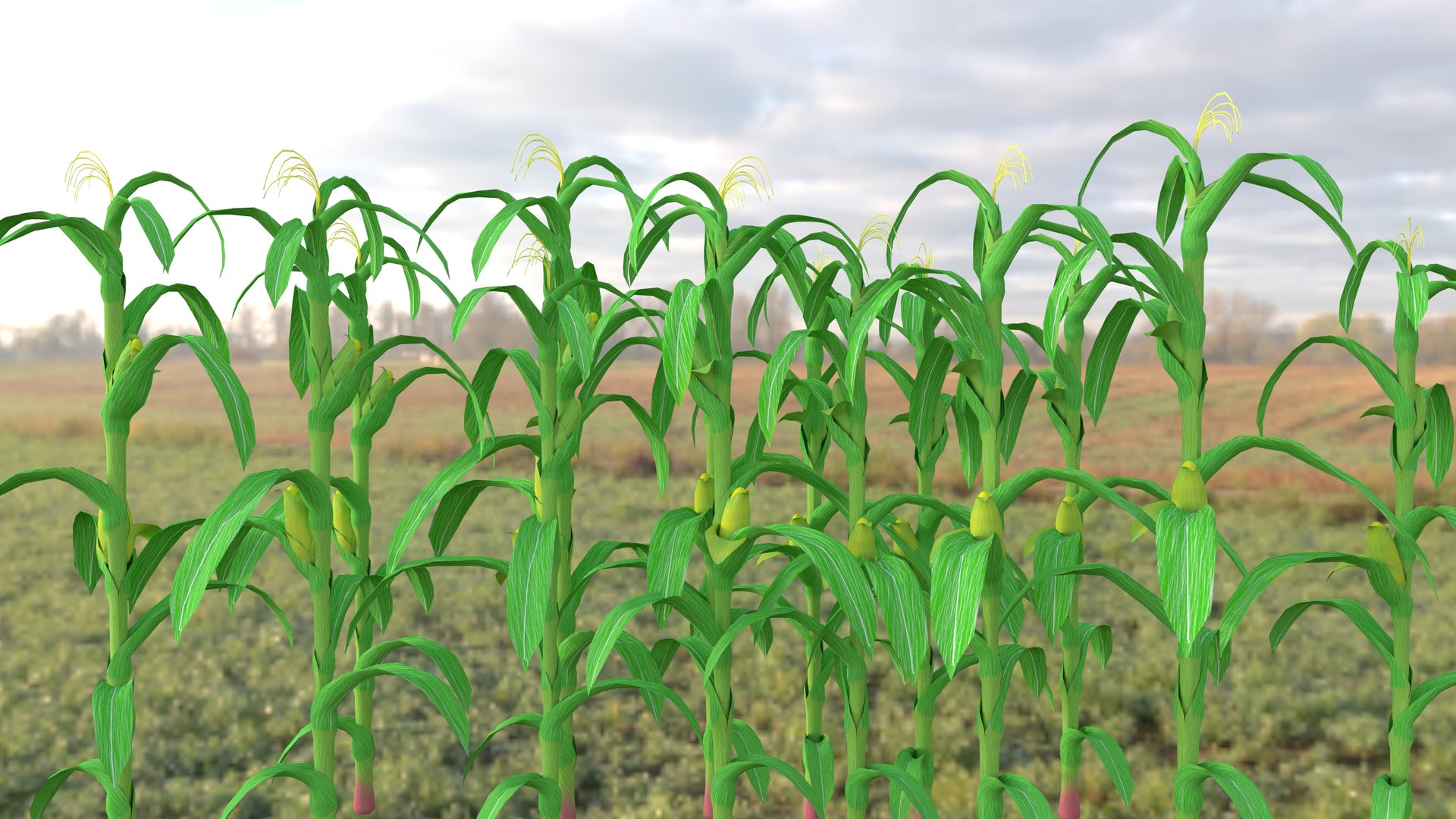 3D Maize Plant - TurboSquid 1547640
