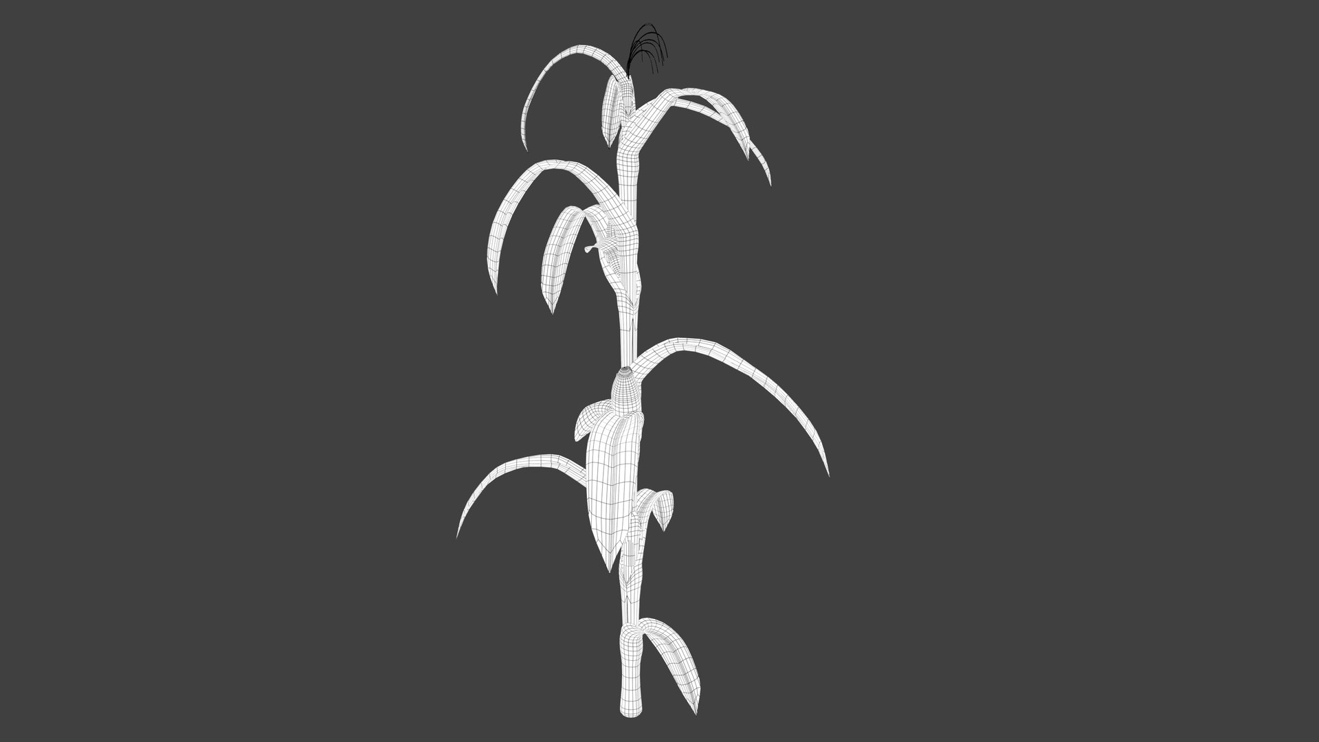 3D Maize Plant - TurboSquid 1547640
