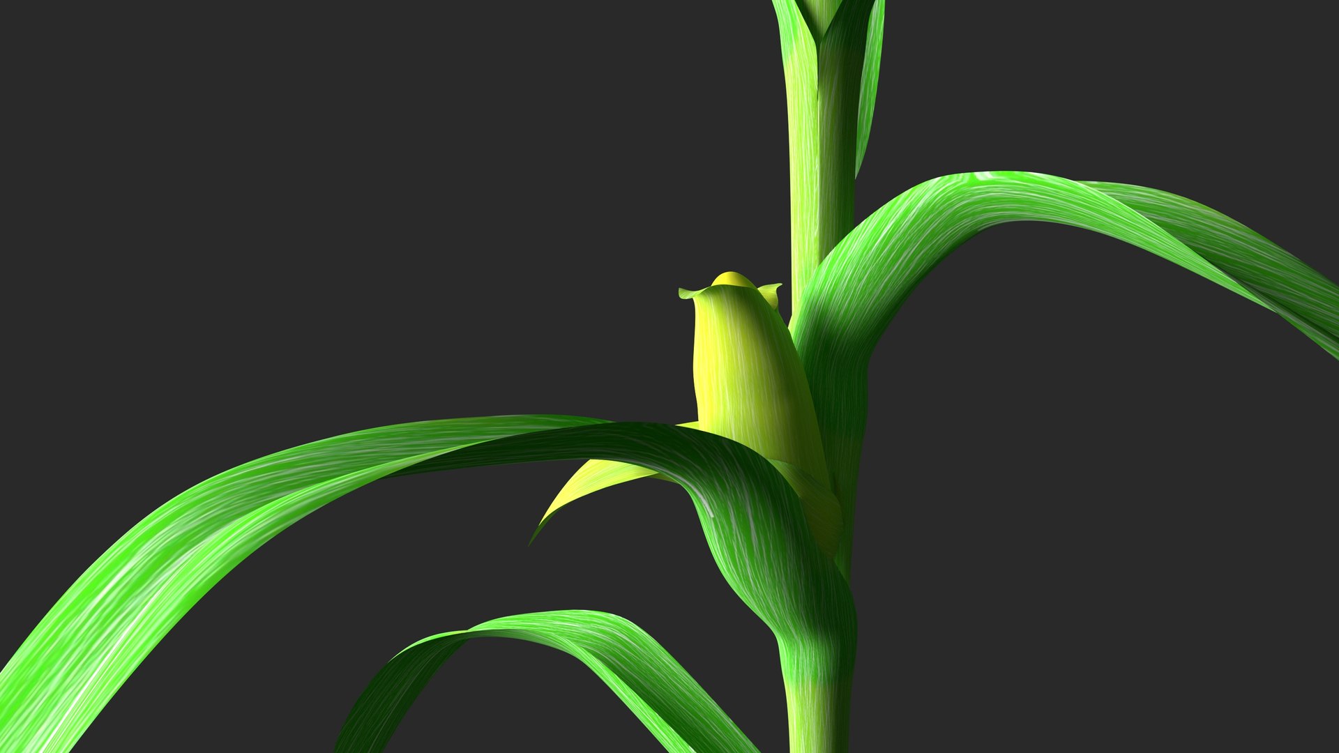 3D Maize Plant - TurboSquid 1547640