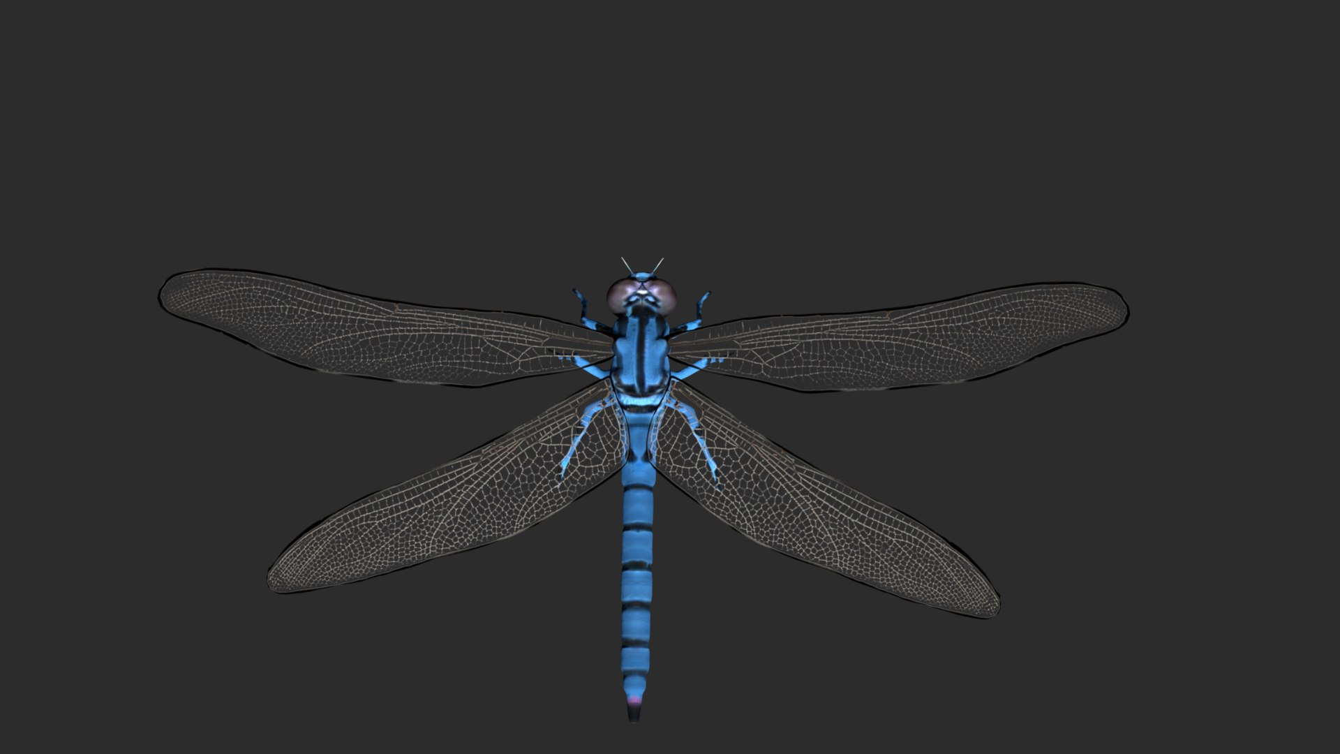 3D Fully Rigged Low Poly Dragon Fly - TurboSquid 1758469
