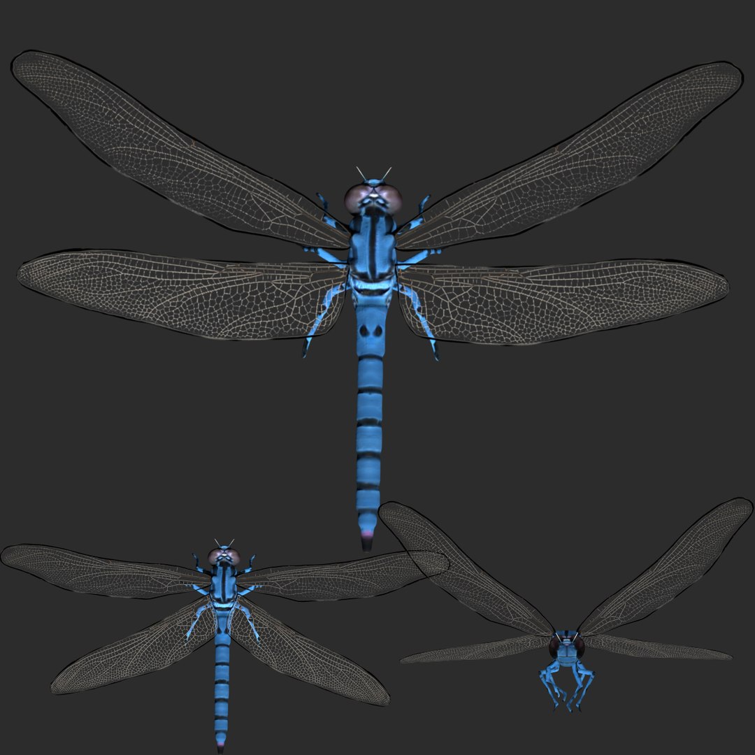 3D Fully Rigged Low Poly Dragon Fly - TurboSquid 1758469