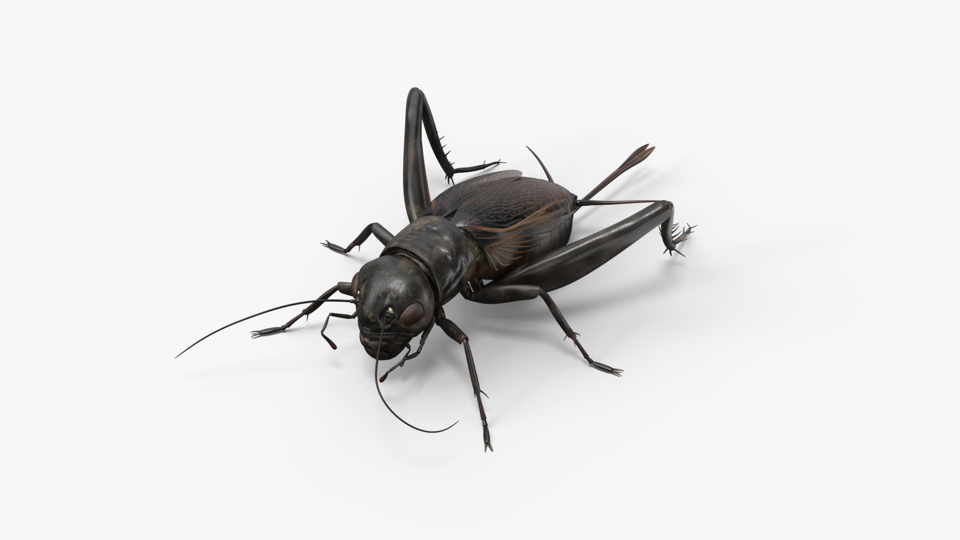 3D Field Cricket Standart Pose - TurboSquid 2248588