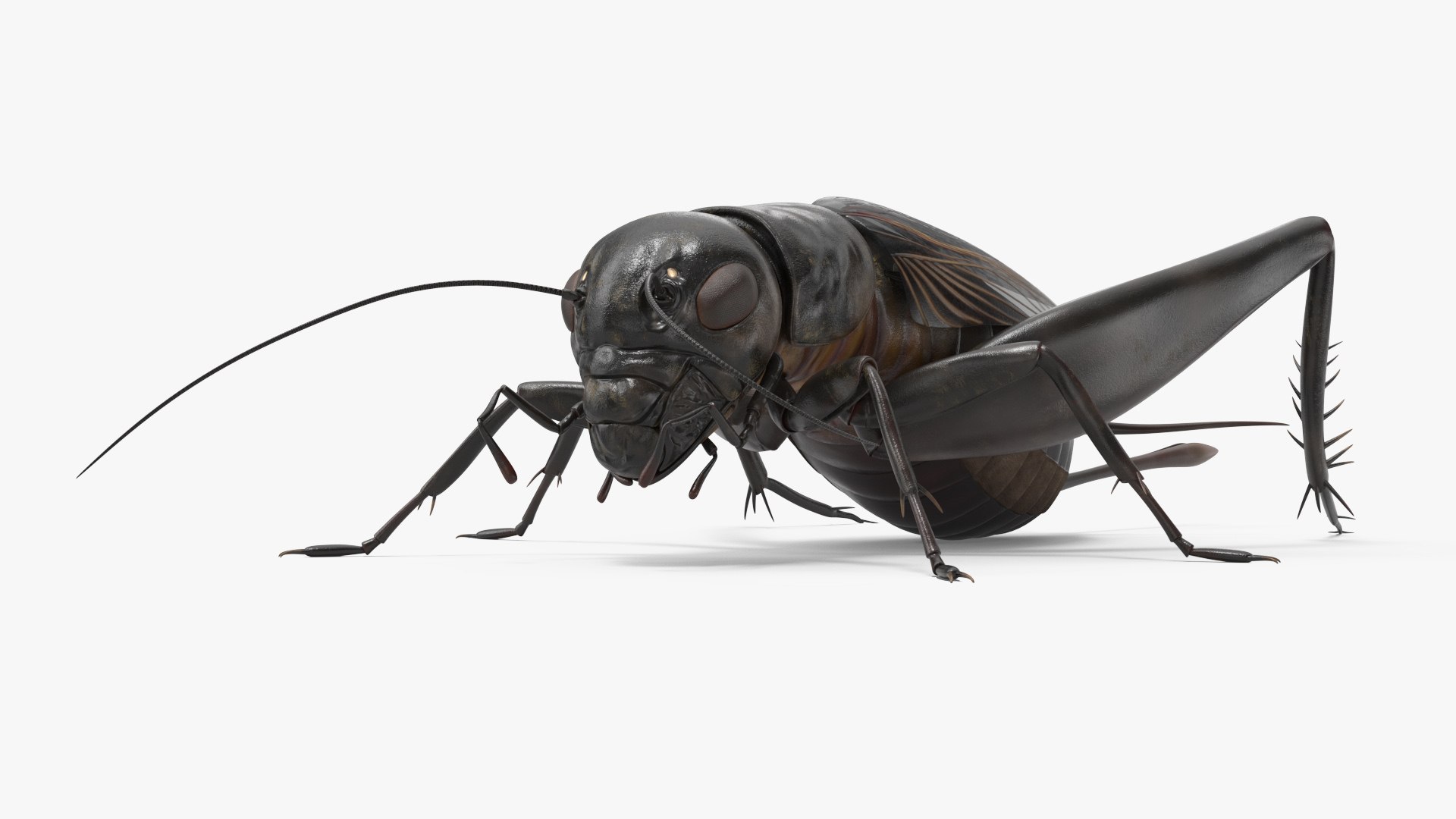 3D Field Cricket Standart Pose - TurboSquid 2248588