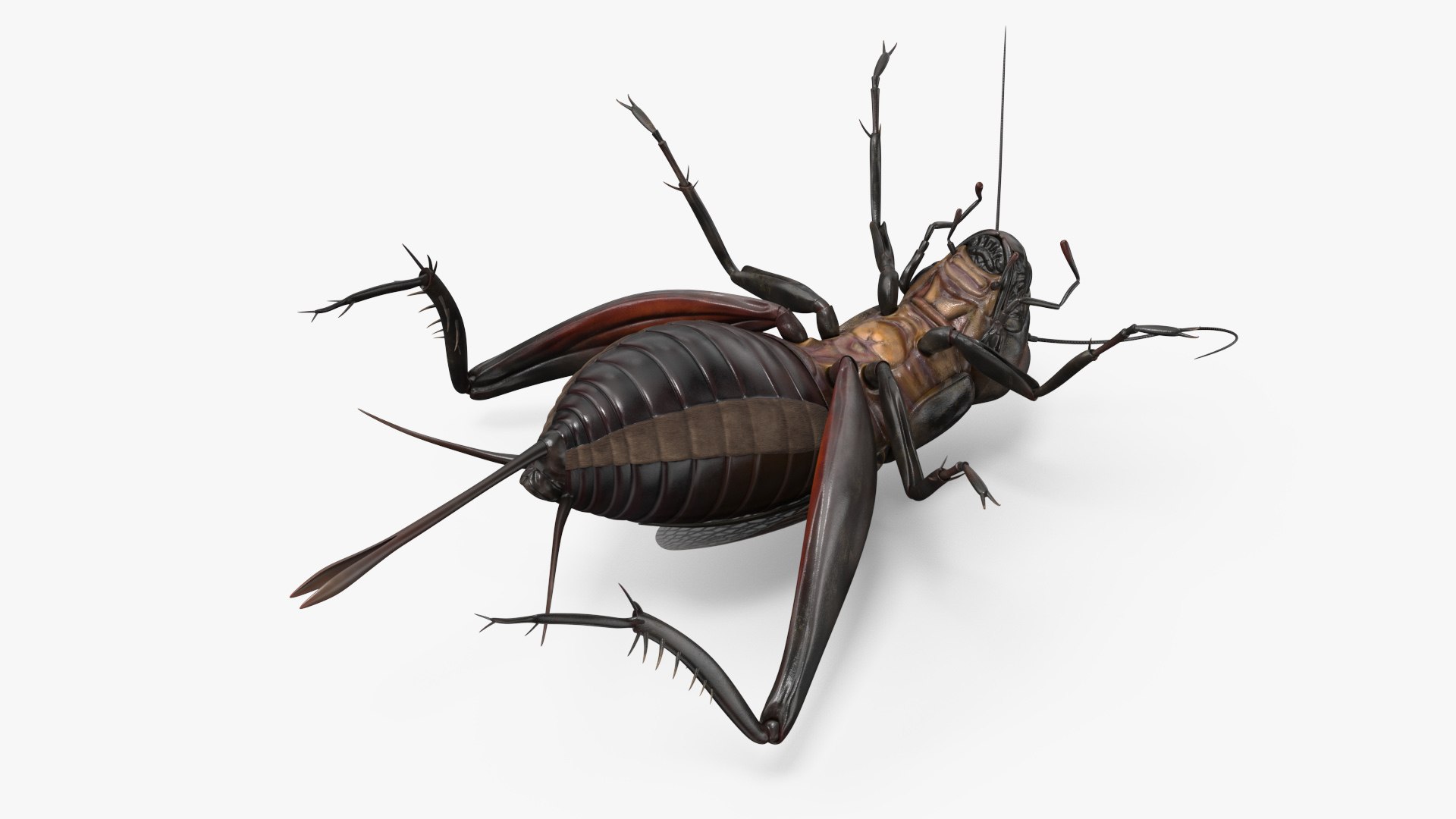 3D Field Cricket Standart Pose - TurboSquid 2248588