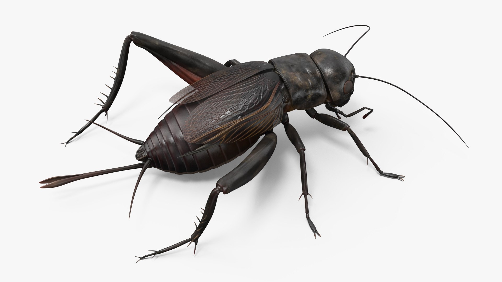 3D Field Cricket Standart Pose - TurboSquid 2248588