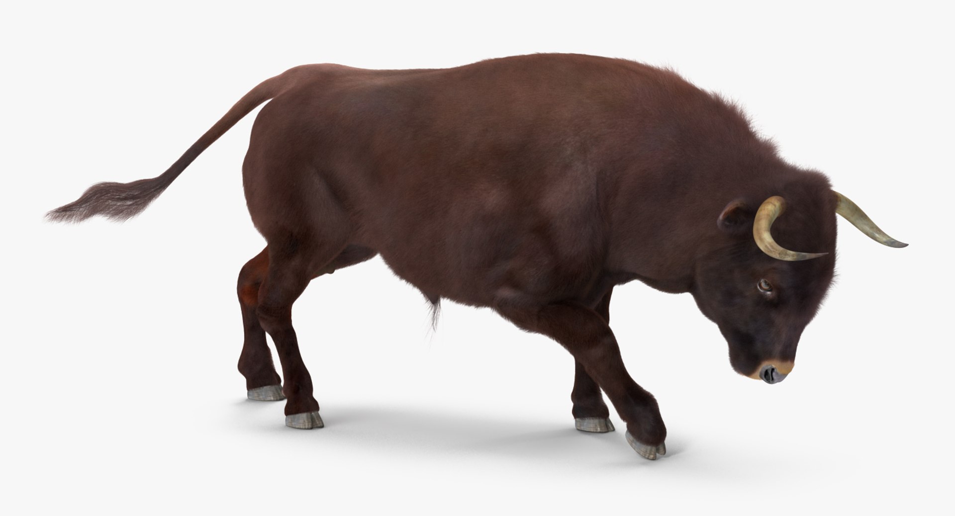 Bull Attacking Pose Fur 3D Model - TurboSquid 1217755