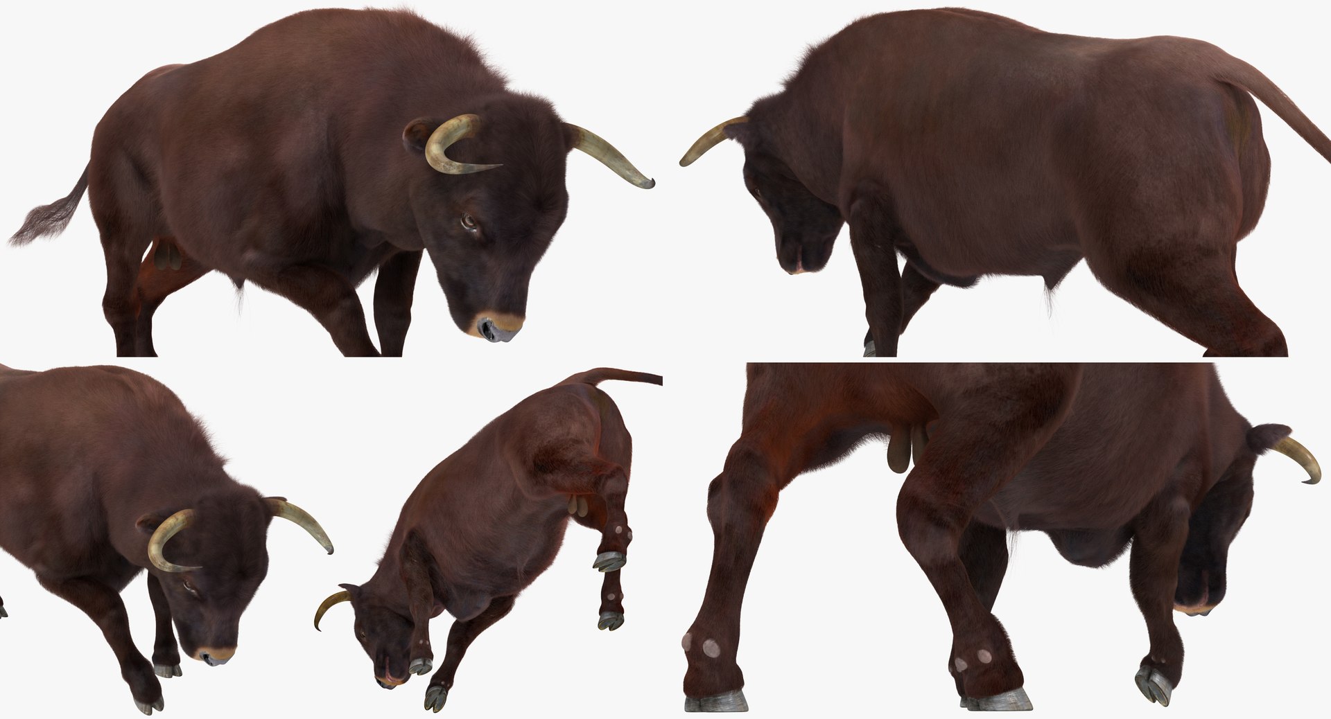 Bull Attacking Pose Fur 3D Model - TurboSquid 1217755