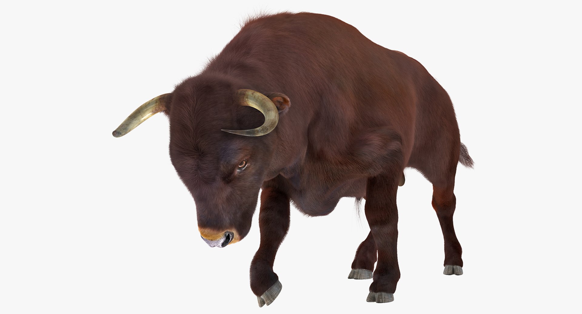 Bull Attacking Pose Fur 3D Model - TurboSquid 1217755